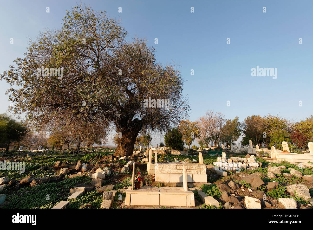 Israel galilee tree tomb hi-res stock photography and images - Alamy