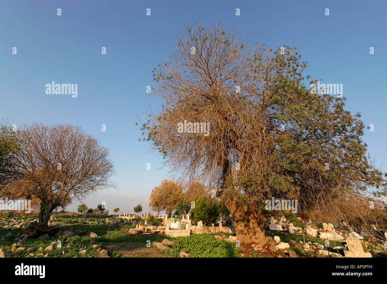 Israel the Upper Galilee Atlantic Pistachio Pistacia Atlantica tree at ...