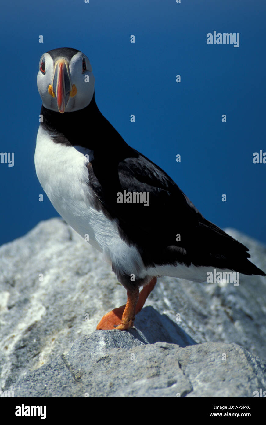 Atlantic puffins new england hi-res stock photography and images - Alamy