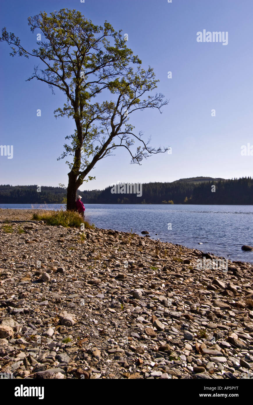 Tourist standing under a tree, gazing out over the tranquil waters of ...