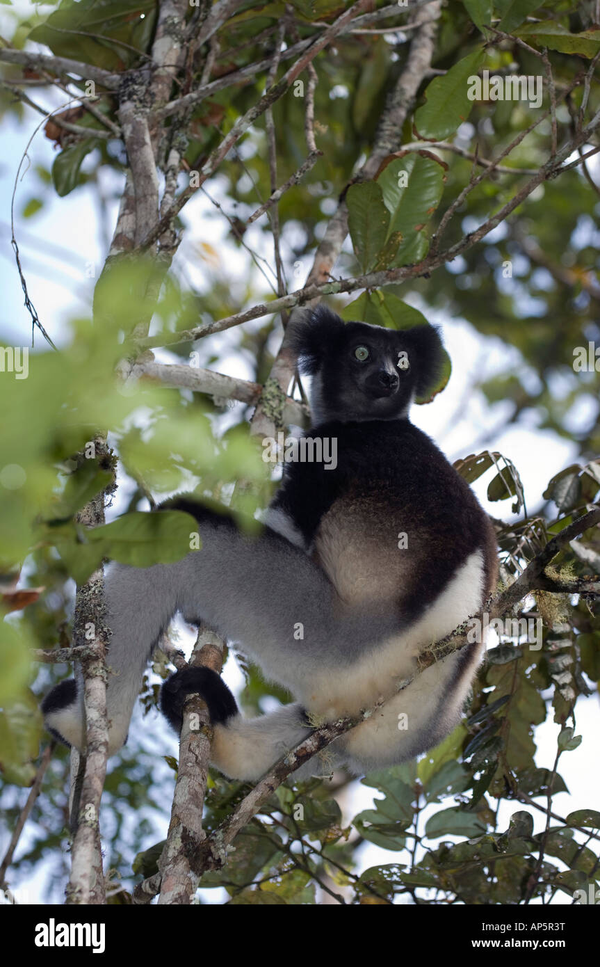 Indri, Indri indri, Analamazaotra Special Reserve, Andasibe-Mantadia ...