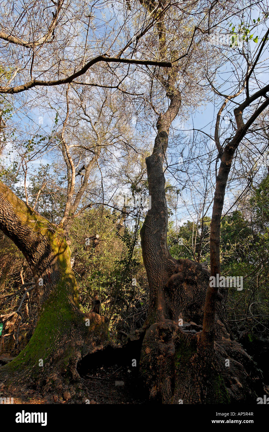 Israel the Upper Galilee Syrian Ash tree Fraxinus Syriaca in Tel Dan ...