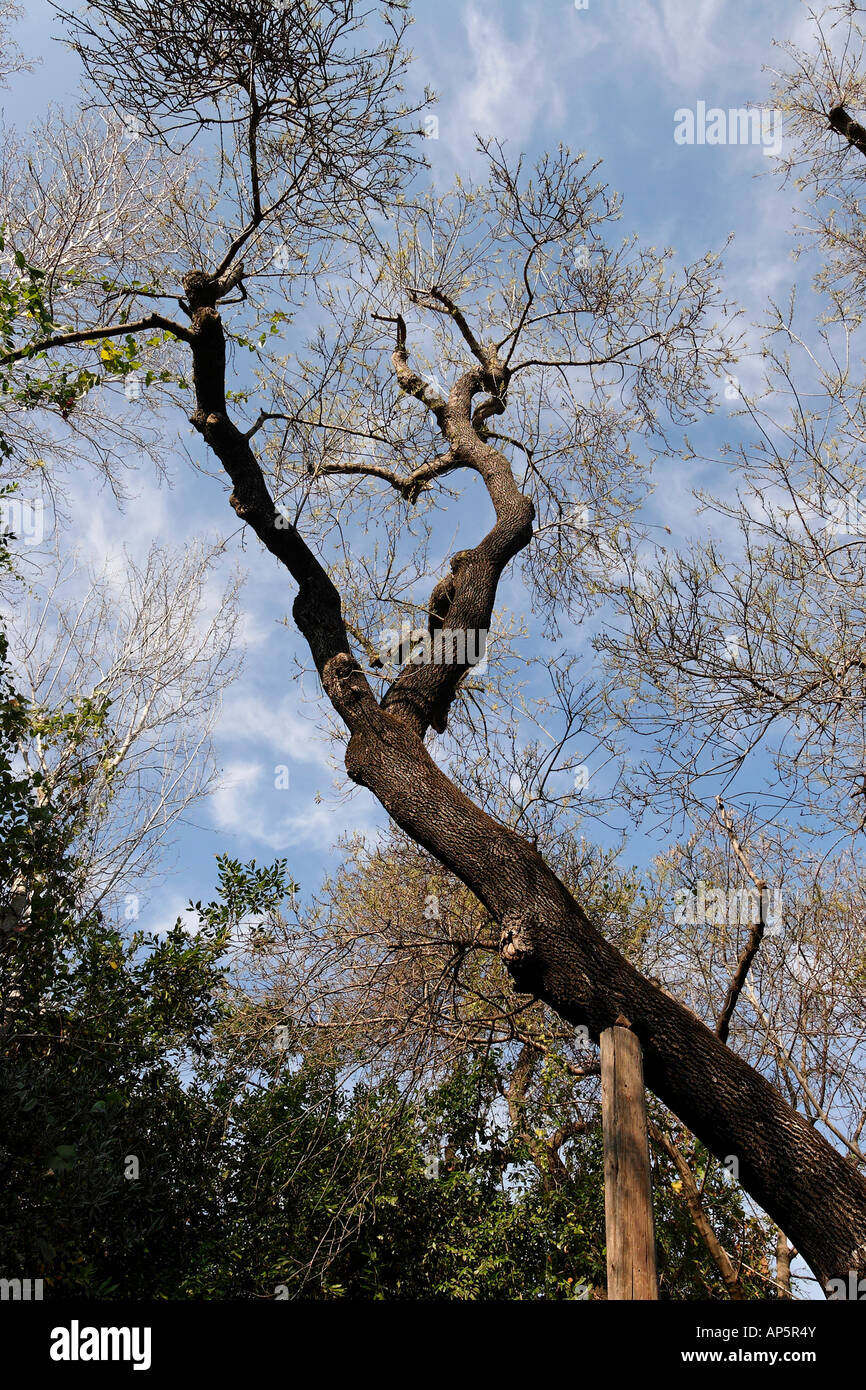 Israel the Upper Galilee Syrian Ash tree Fraxinus Syriaca in Tel Dan ...