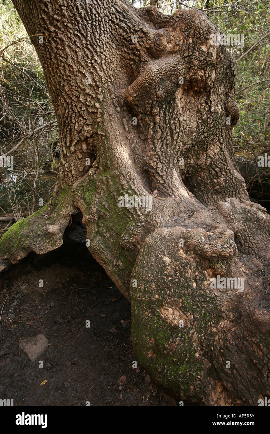 Israel the Upper Galilee The trunk of a Syrian Ash tree Fraxinus ...