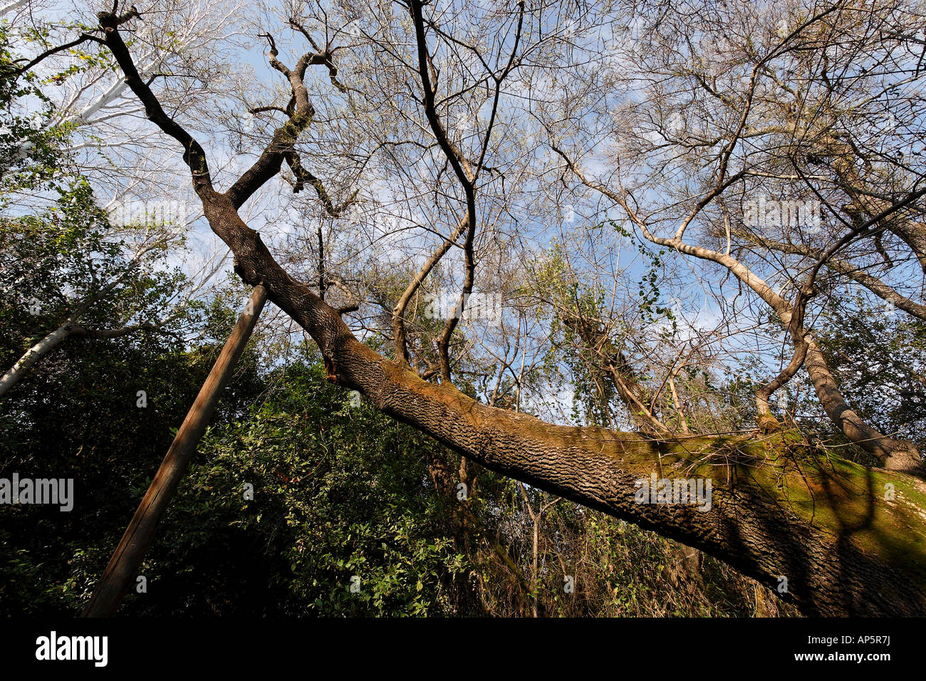 Israel the Upper Galilee Syrian Ash tree Fraxinus Syriaca in Tel Dan ...