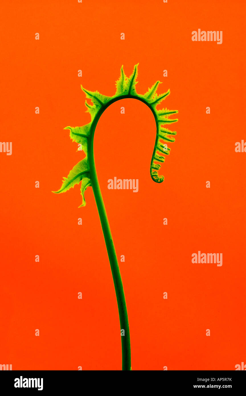 Curved fern leaf hi-res stock photography and images - Alamy