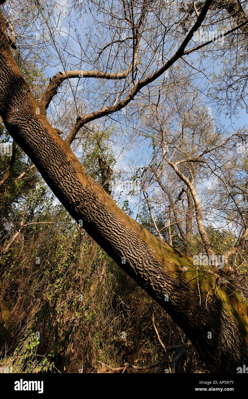 Israel the Upper Galilee Syrian Ash tree Fraxinus Syriaca in Tel Dan ...