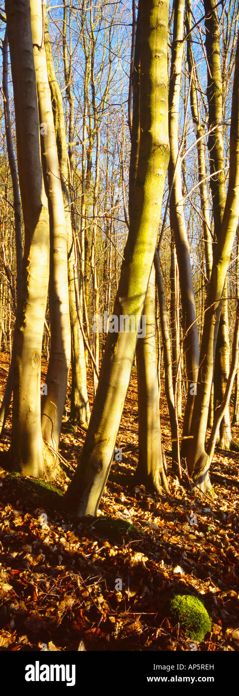 Young beech trees hi-res stock photography and images - Alamy