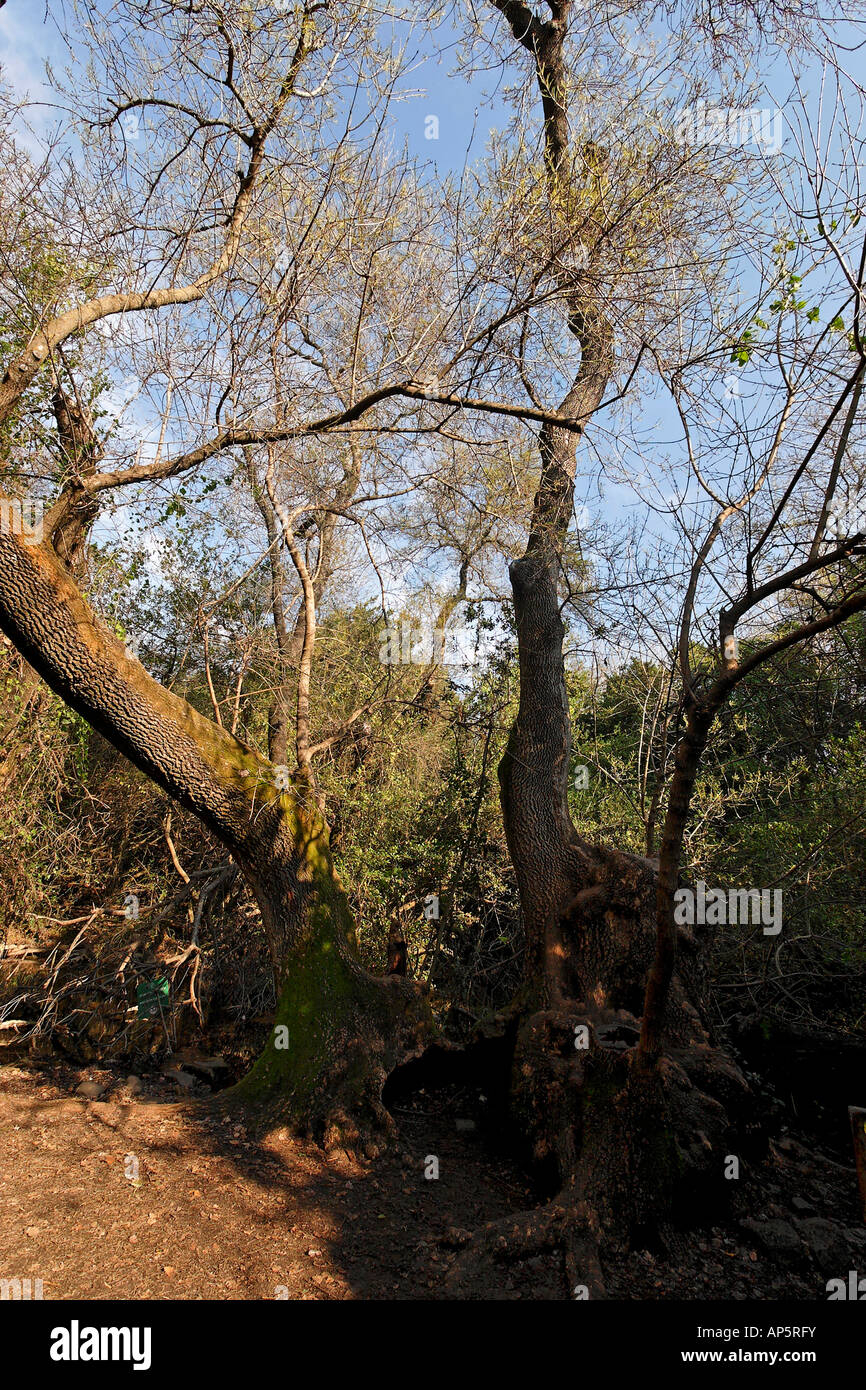 Israel the Upper Galilee Syrian Ash tree Fraxinus Syriaca in Tel Dan ...