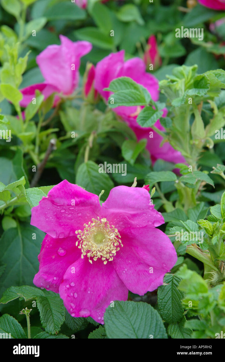 Summer roses maine hi-res stock photography and images - Alamy