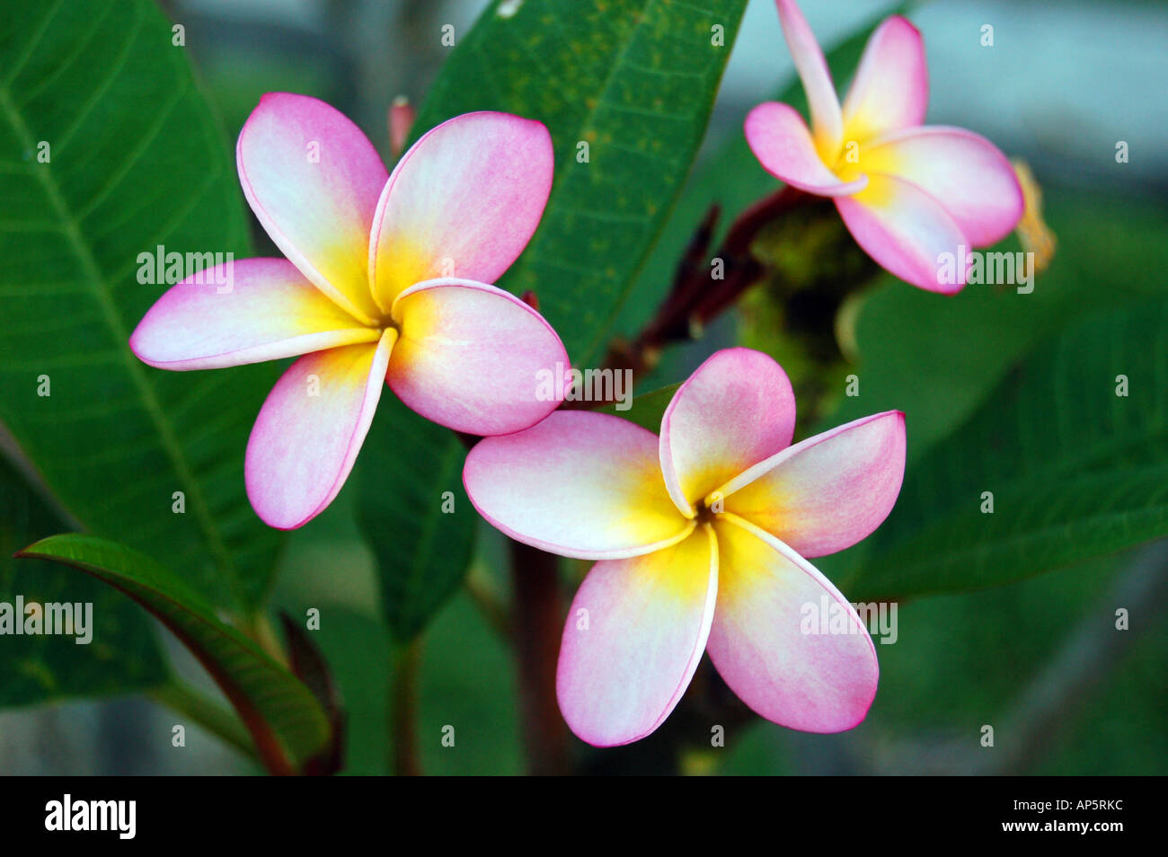 Pinwheel flower tree in a hotel garden, Mauritius Stock Photo - Alamy