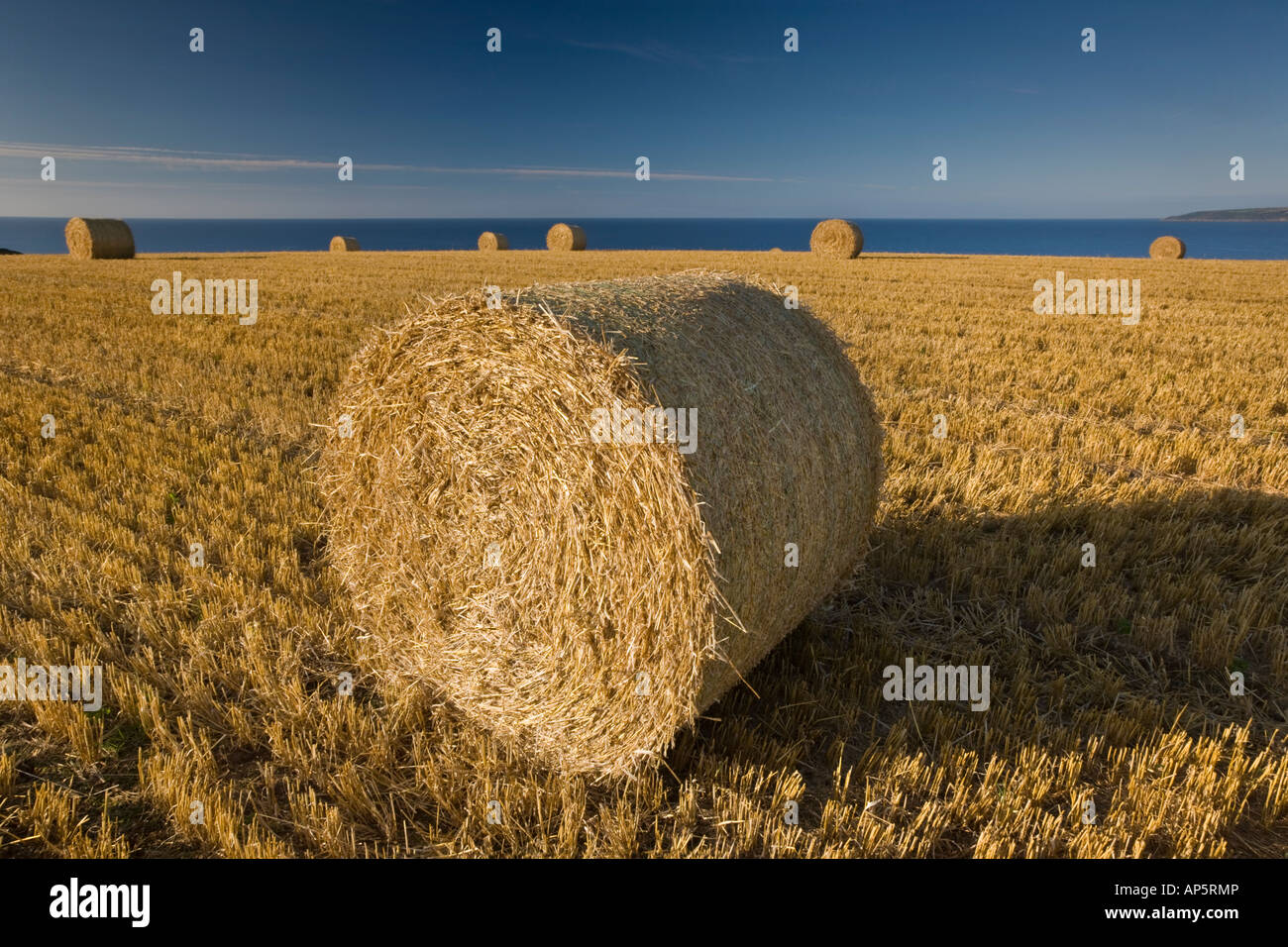 Bold, yellow hay bales with blue backdrop on the Cornwall Coast ...