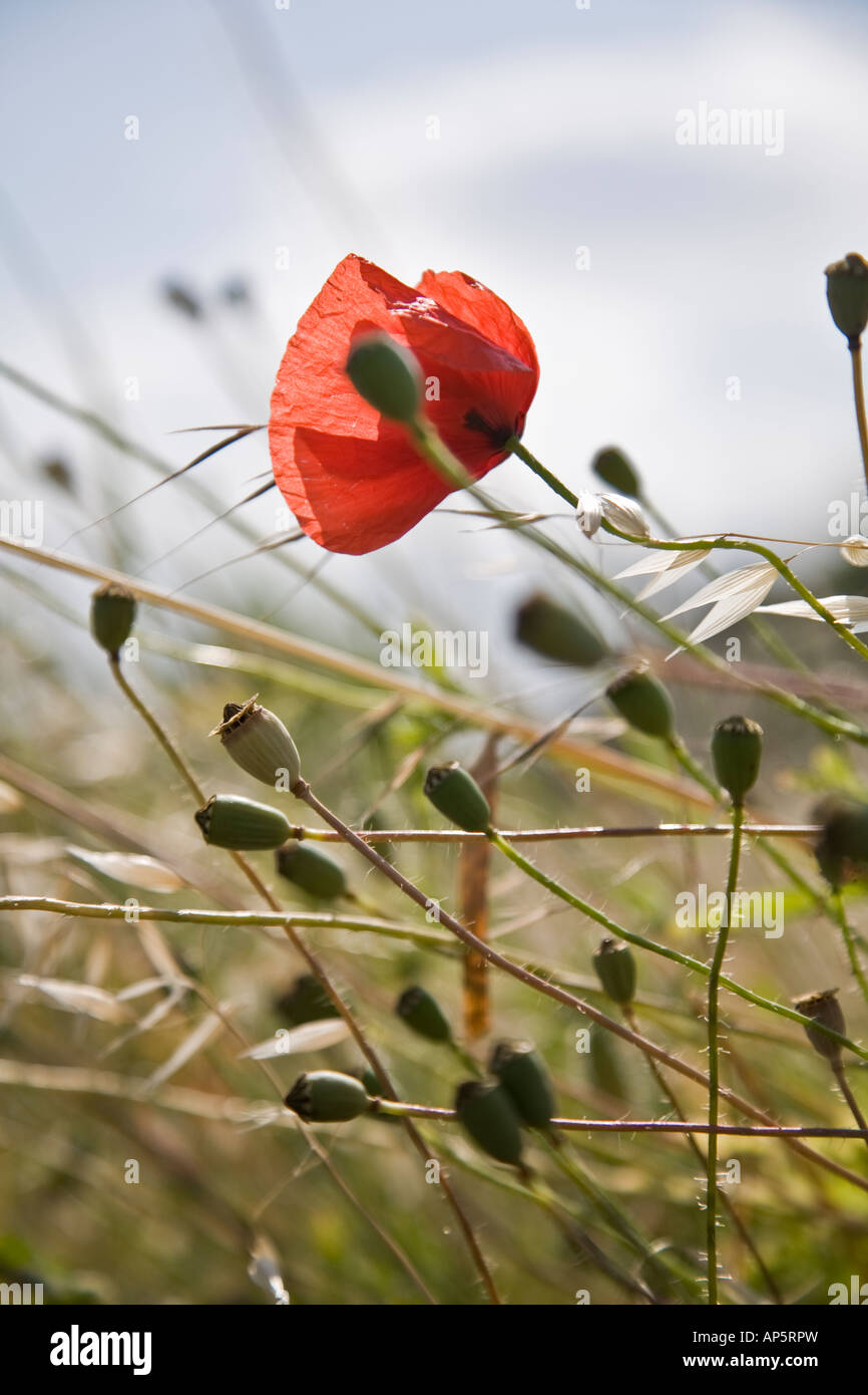 Poppy in a field Stock Photo - Alamy