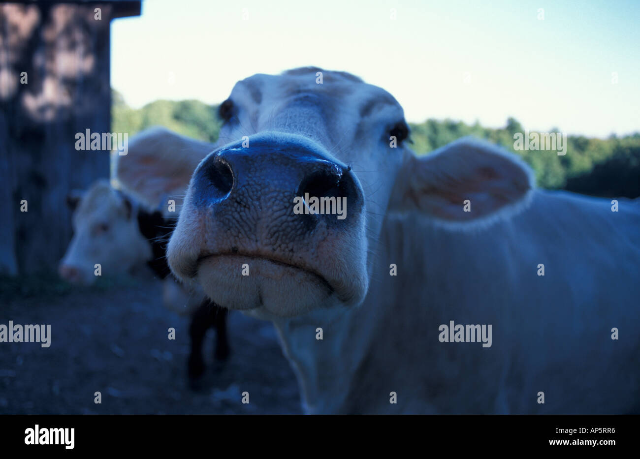 Massachusetts fauna hi-res stock photography and images - Alamy