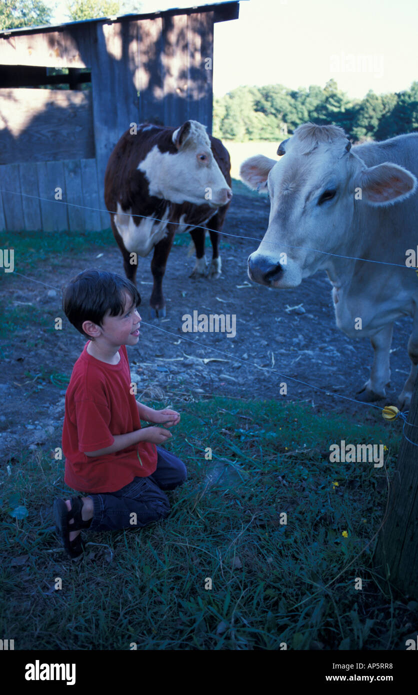 Bolton, MA. USA. A boy watching cows on the Schartner Farm in ...