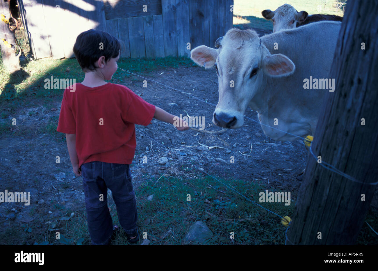 Bolton, MA. USA. A boy feeding a cow on the Schartner Farm in ...