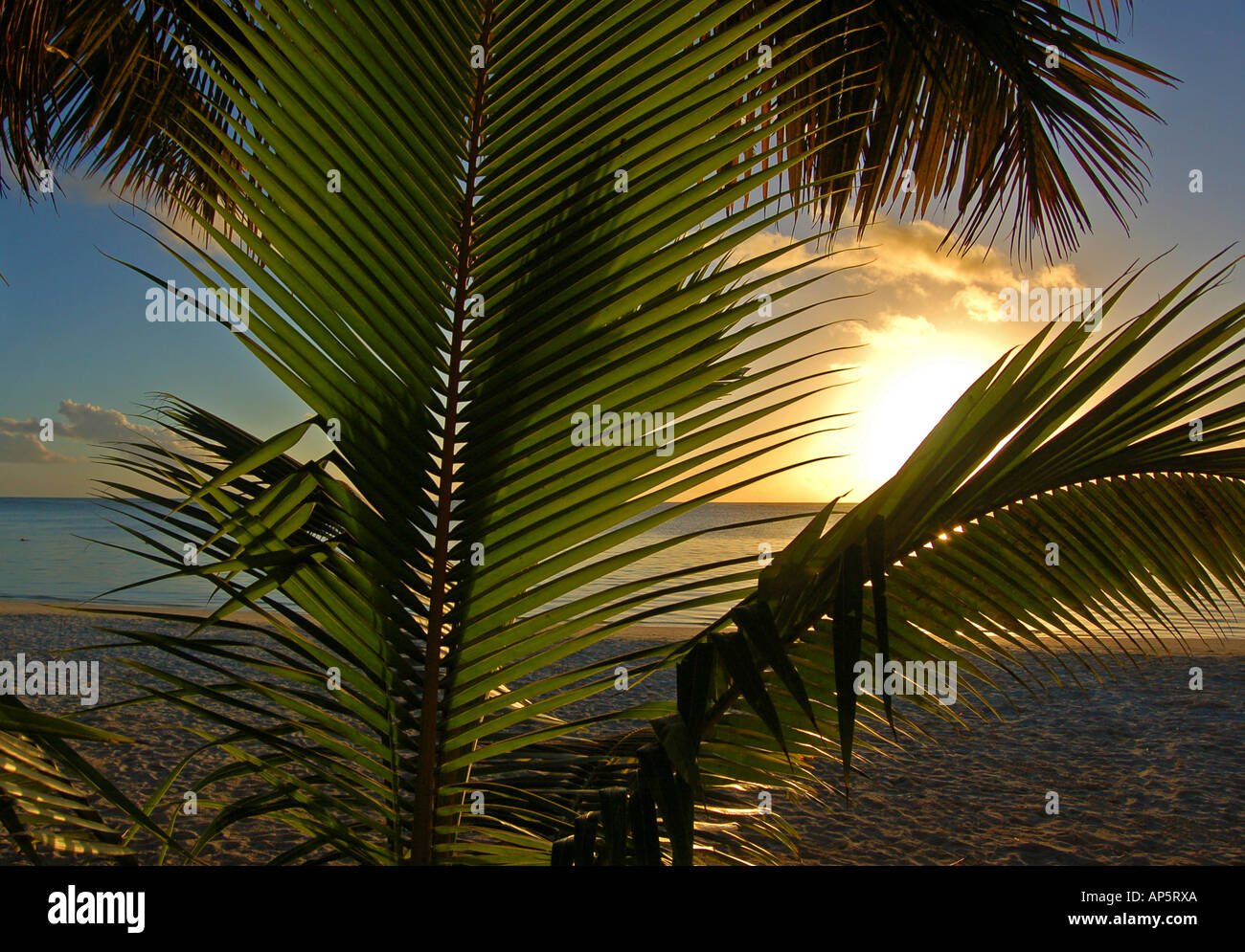 Palm fronds at sunset, Mauritius Stock Photo - Alamy