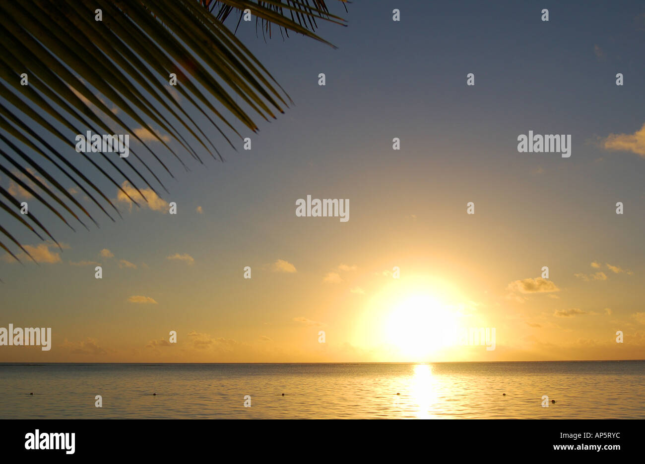 Palm at sunset, Mauritius Stock Photo - Alamy