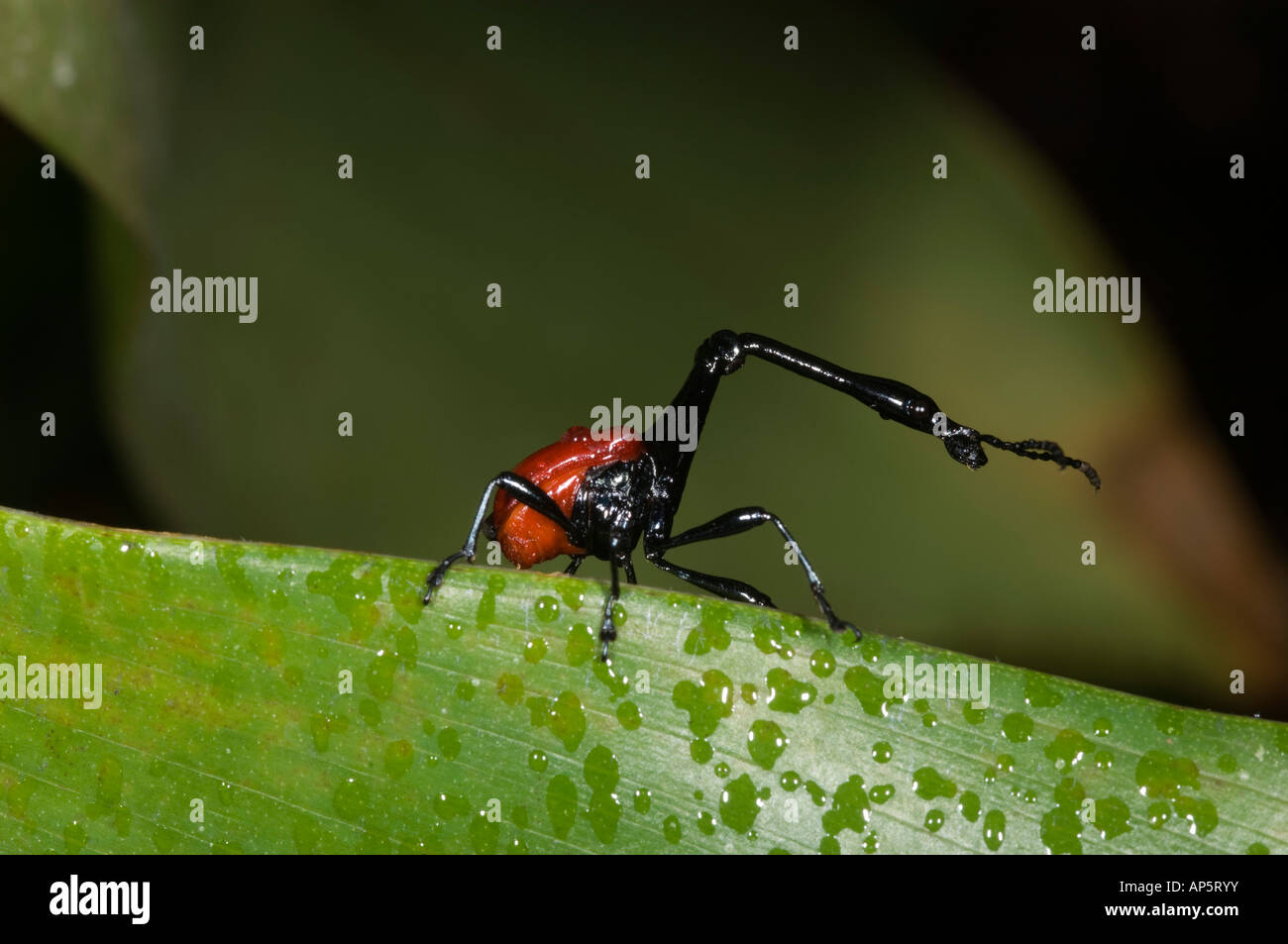 Giraffe-necked weevil, Trachelophorus giraffa, Analamazaotra Special ...