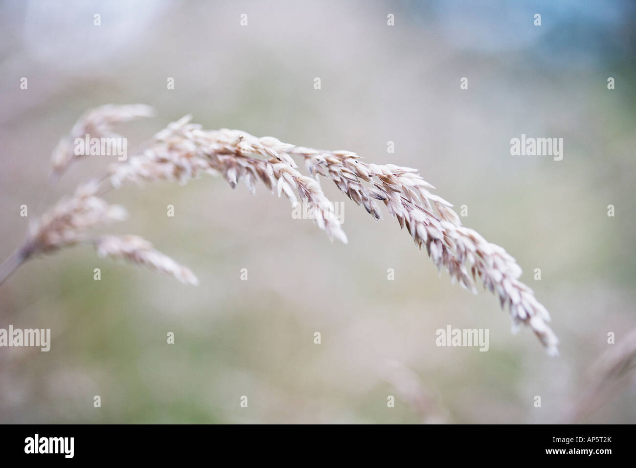 Yorkshire Fog Grass Stock Photo - Alamy