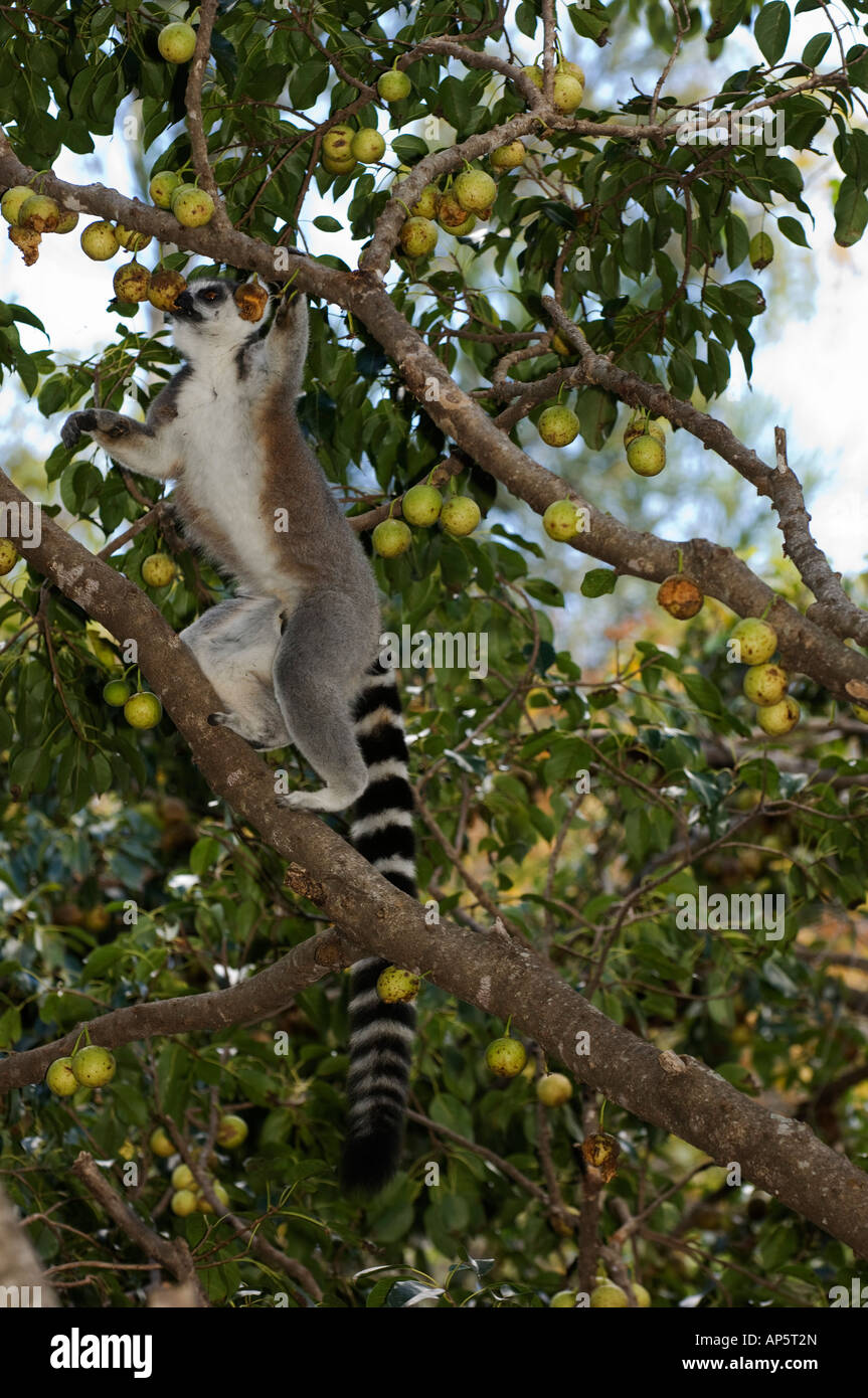 Ring-tailed lemur, Lemur catta, Anja Park, Madagascar Stock Photo - Alamy