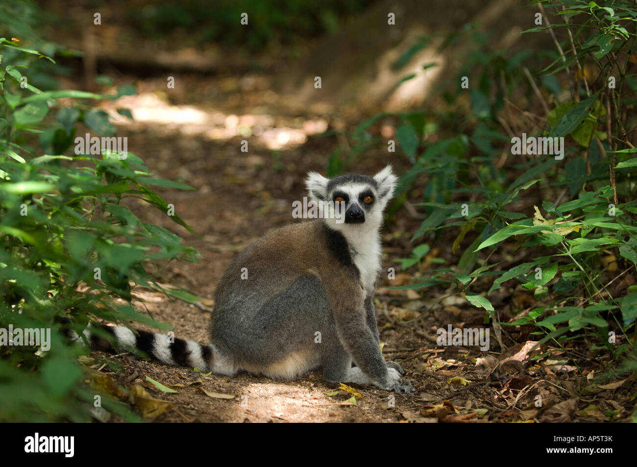 Ring-tailed lemur, Lemur catta, Anja Park, Madagascar Stock Photo - Alamy