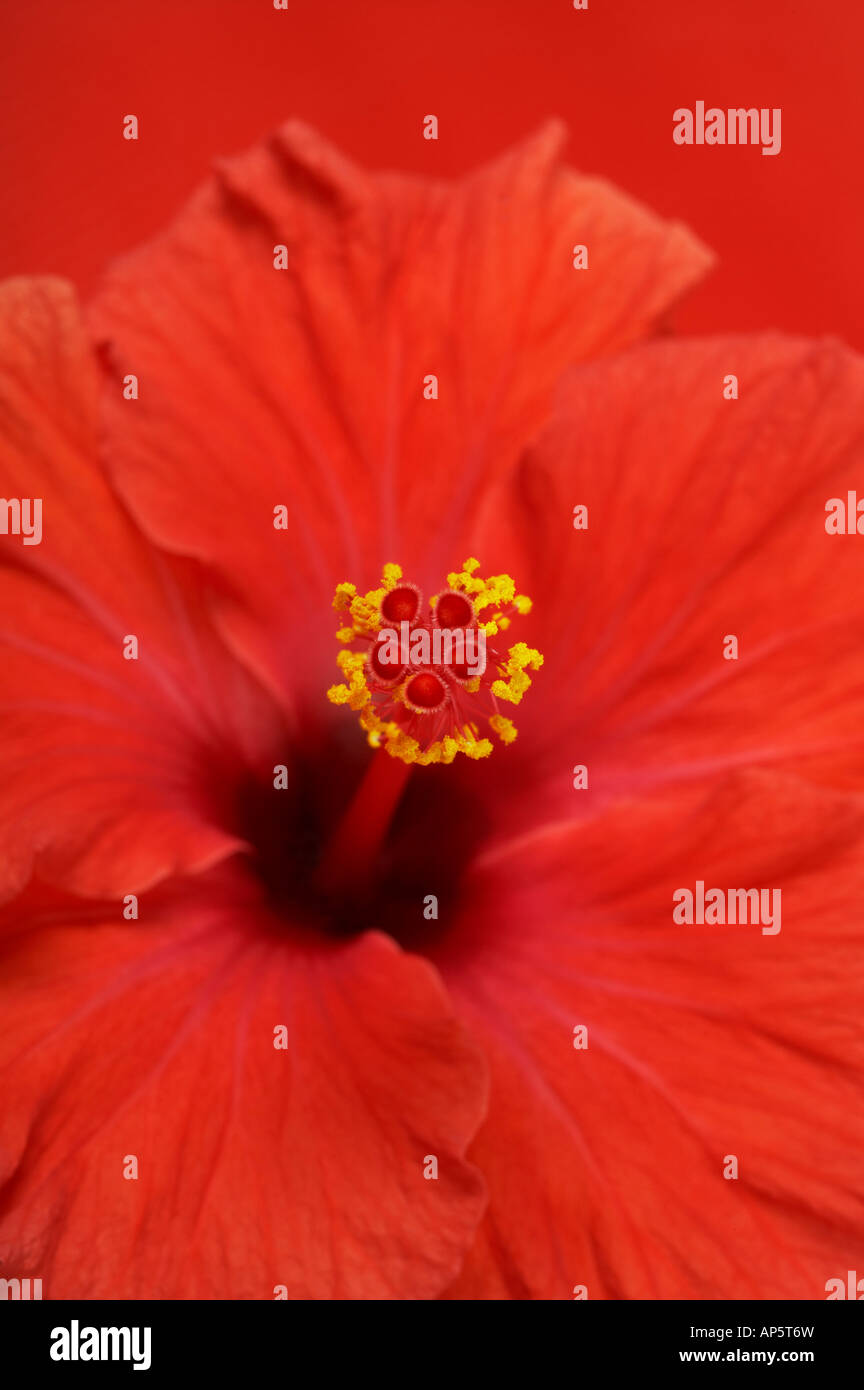 Red Hibiscus Flower Stock Photo - Alamy