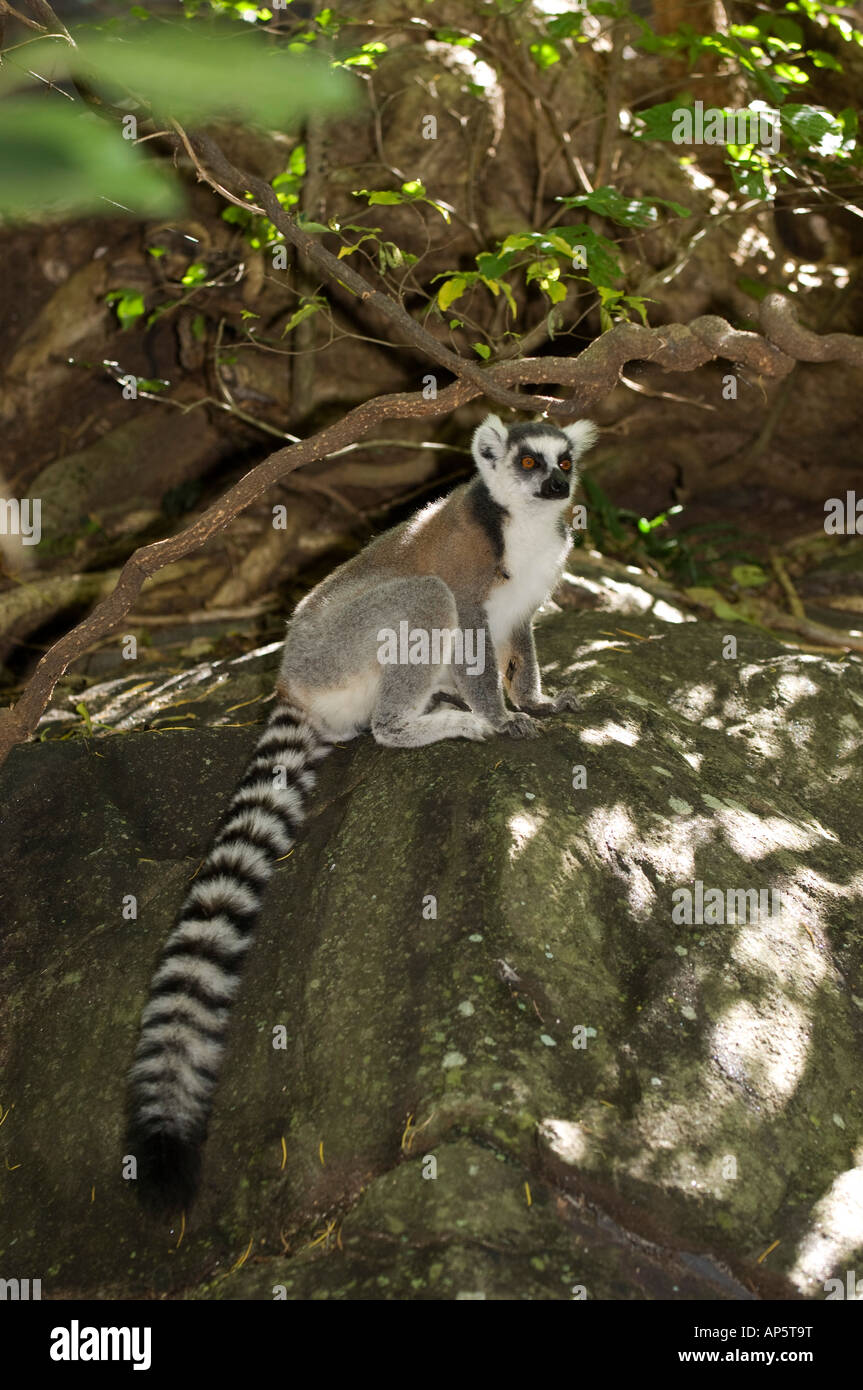 Ring-tailed lemur, Lemur catta, Anja Park, Madagascar Stock Photo - Alamy