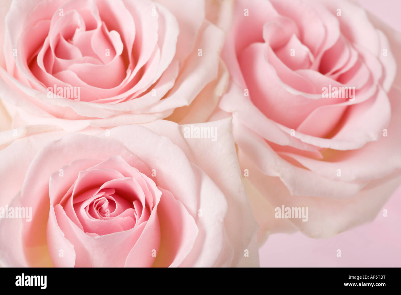 Pink Rose Flowers Stock Photo - Alamy