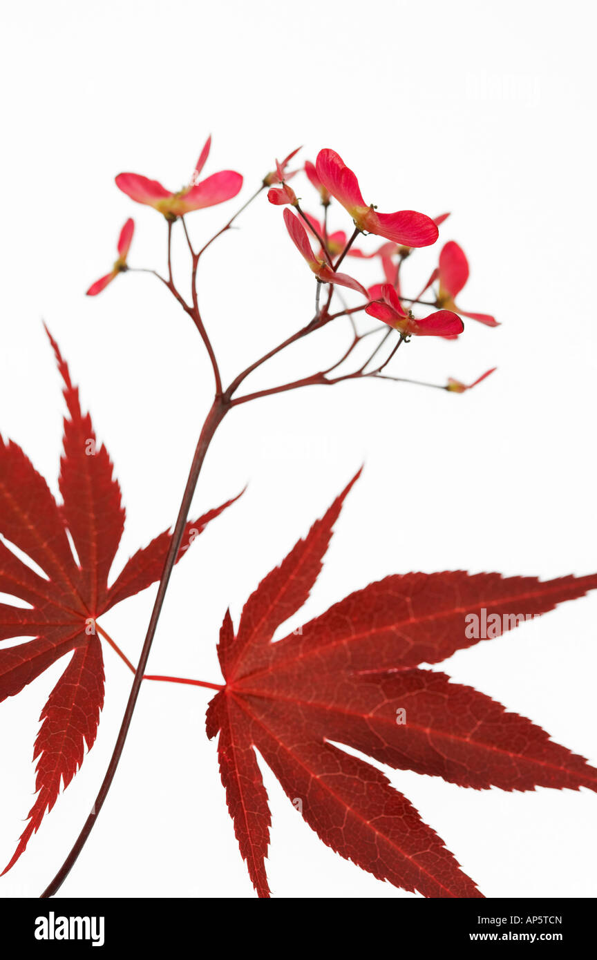 Acer palmatum atropurpureum japanese maple hi-res stock photography and ...