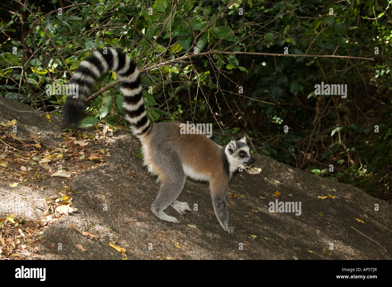 Ring-tailed lemur, Lemur catta, Anja Park, Madagascar Stock Photo - Alamy