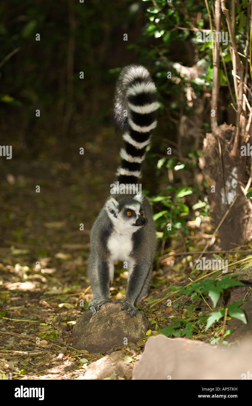 Ring-tailed lemur, Lemur catta, Anja Park, Madagascar Stock Photo - Alamy