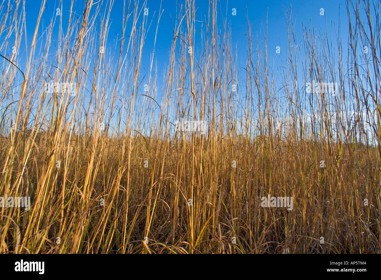 Blue mounds state park hi-res stock photography and images - Alamy