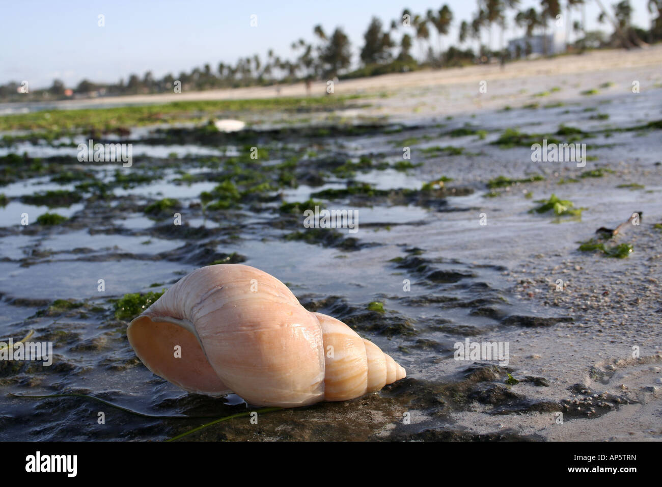 Washed up shell at Coco Beach Dar Es Salaam Tanzania East Africa Stock ...