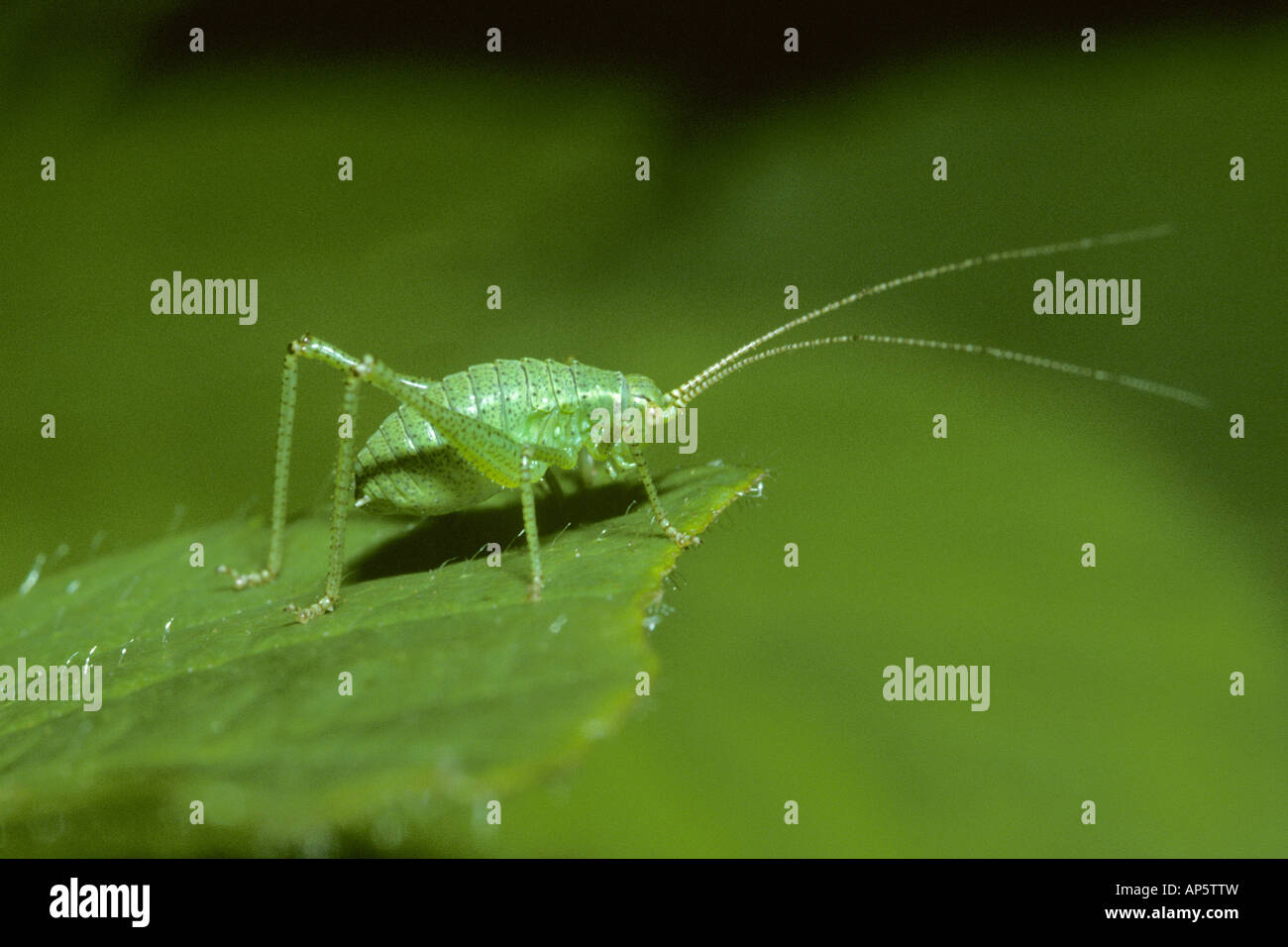 Speckled bush cricket Leptophyes punctatissima Kent England Stock Photo ...