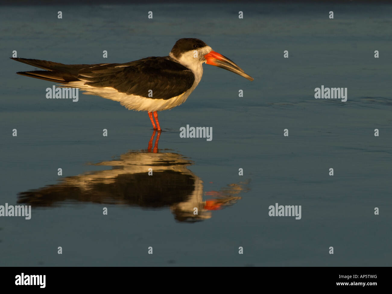 A Black Skimmer stands on the beach with his reflection in the wet sand ...