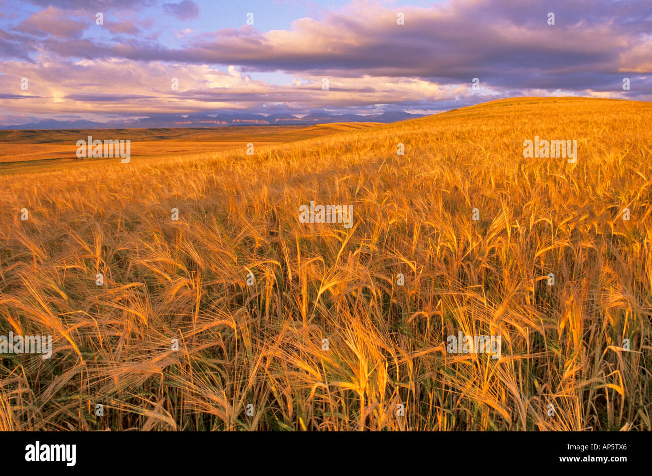 Field of Ripening Barley along the Rocky Mountain Front near Dupuyer ...