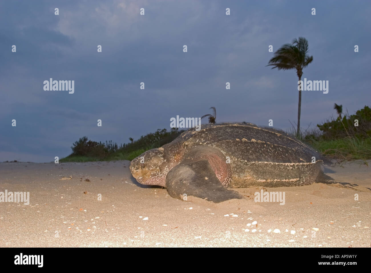 Leatherback sea turtle returning to the ocean after nesting Stock Photo ...
