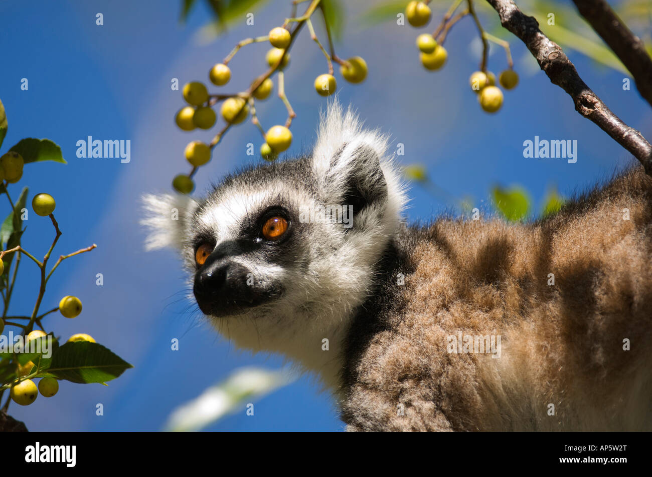 Ring-tailed lemur, Lemur catta, Anja Park, Madagascar Stock Photo - Alamy
