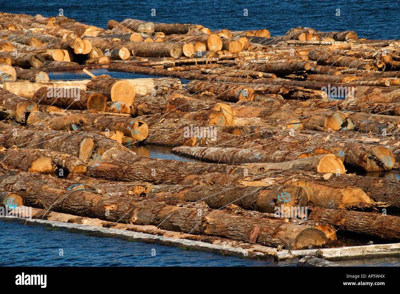 Log boom at MacMillan Bloedel forestry operation, Kelsey Bay, Vancouver ...