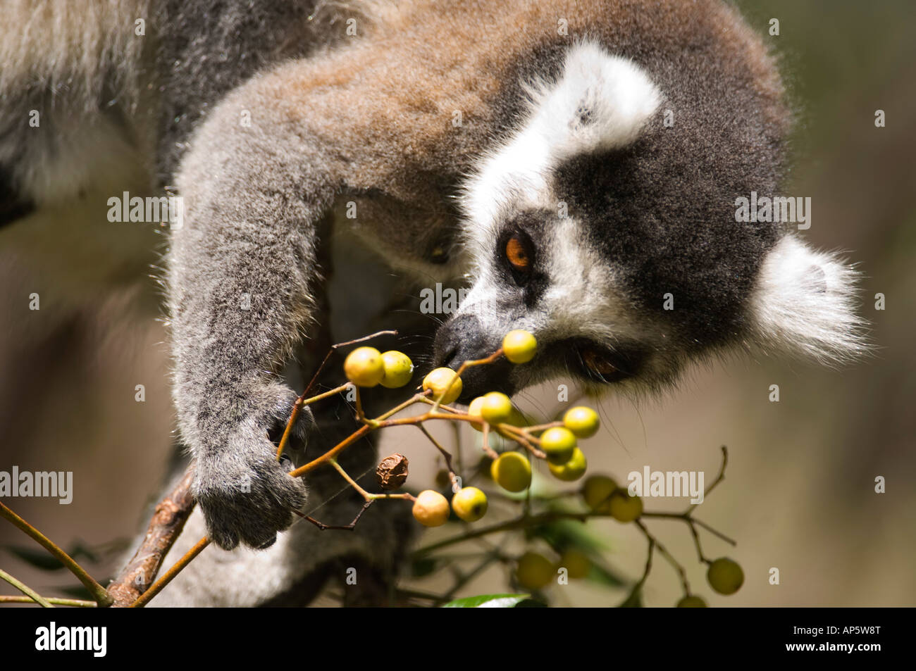 Ring-tailed lemur, Lemur catta, Anja Park, Madagascar Stock Photo - Alamy