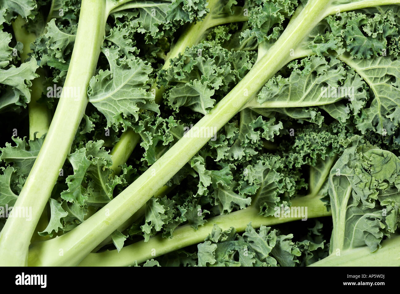 Curly Kale Cavolo nero leaves and stalks Stock Photo - Alamy