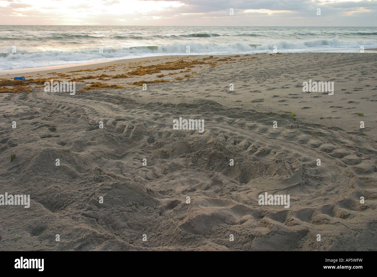 Leatherback sea turtle nest along a Florida beach Stock Photo - Alamy