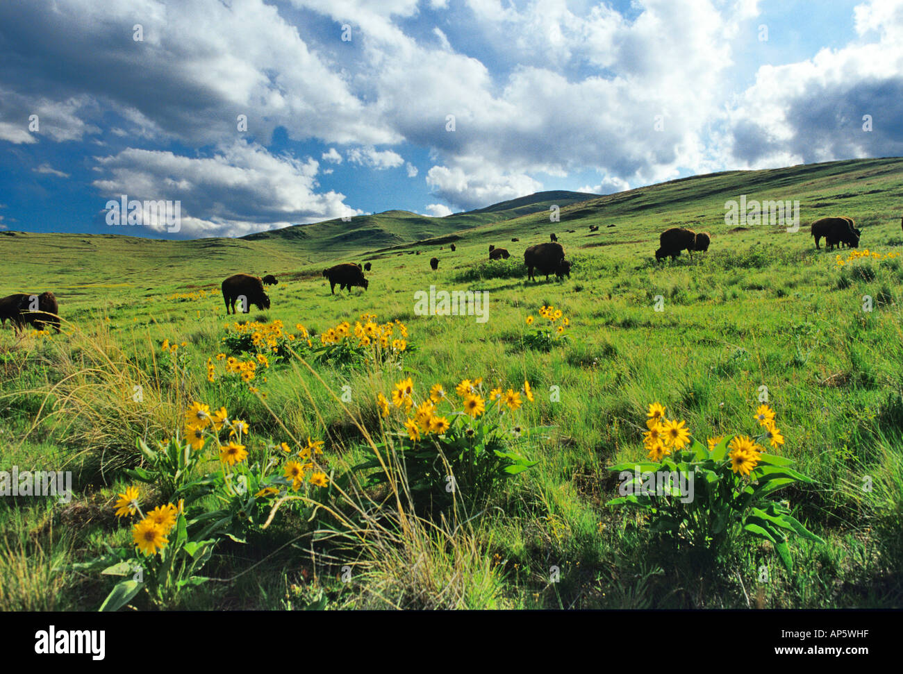 Bison Graze among the arrowleaf balsomroot at the National Bison Range ...