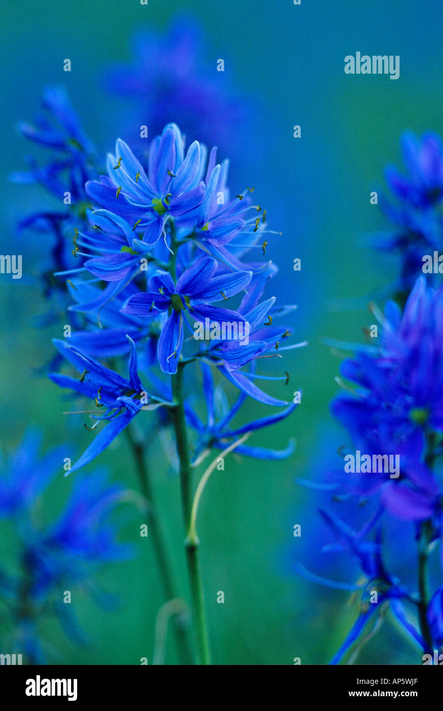 Camas montana hi-res stock photography and images - Alamy