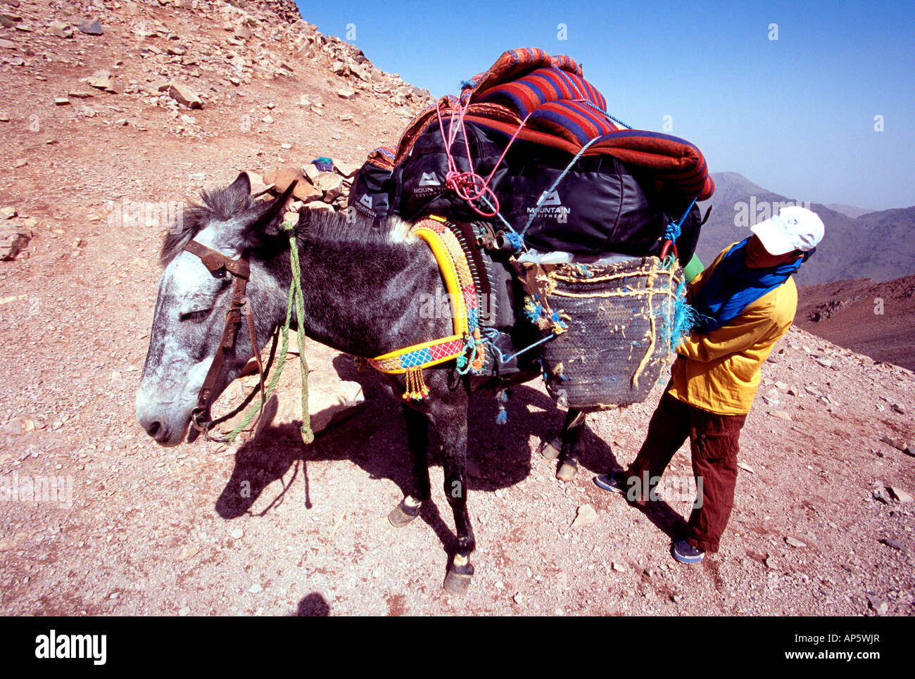 A moroccan muleteer loads his mule in the High Atlas Mountains nr ...