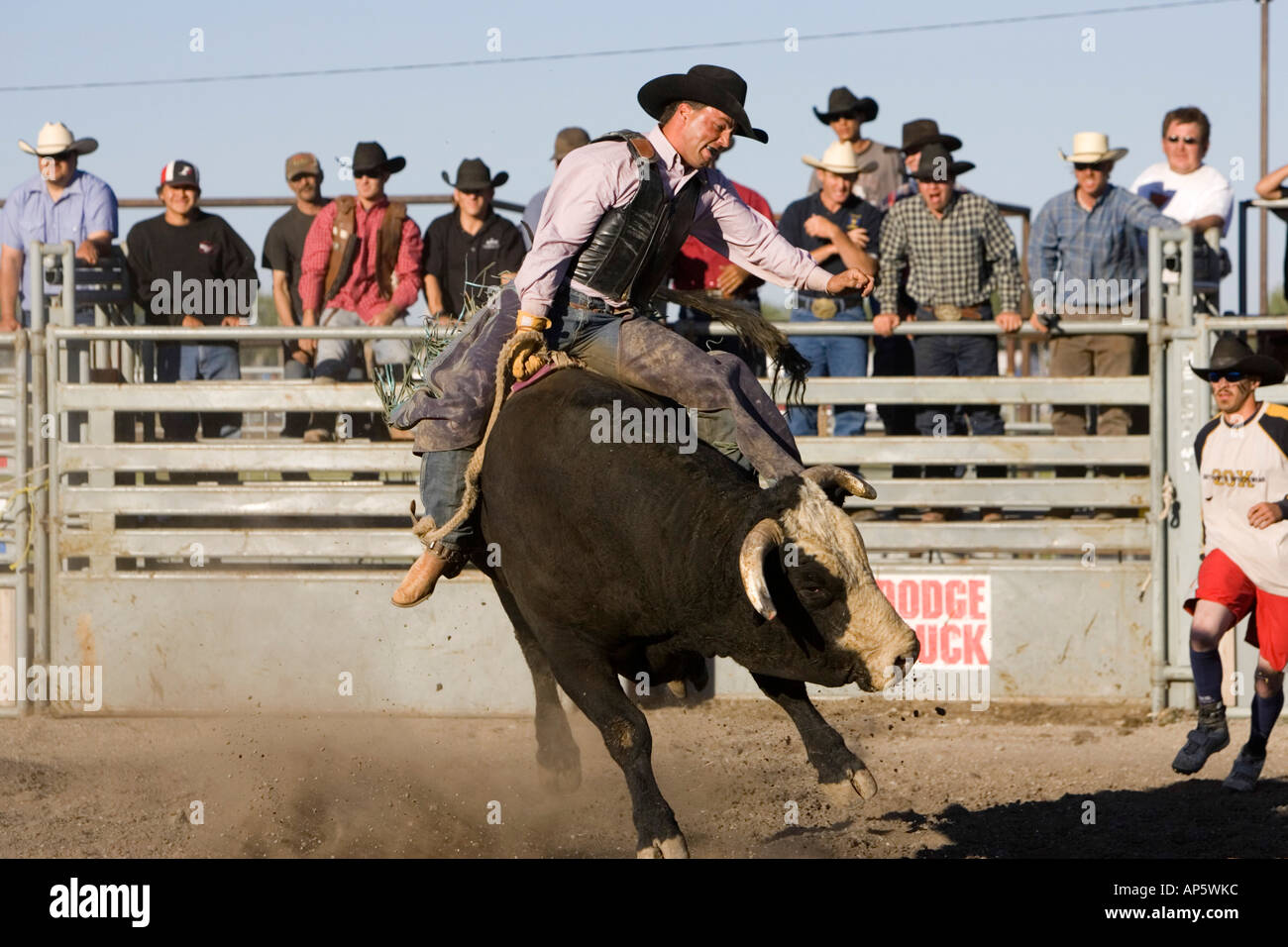 Bull Riding at North American Indian Days in Browning, Montana Stock ...