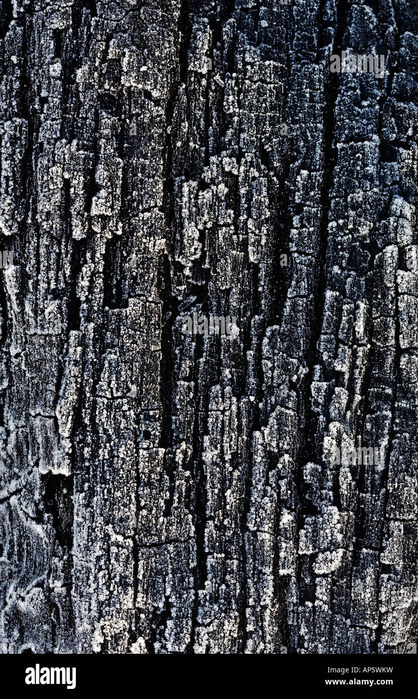 Burned Tree Bark covered in Frost Stock Photo - Alamy