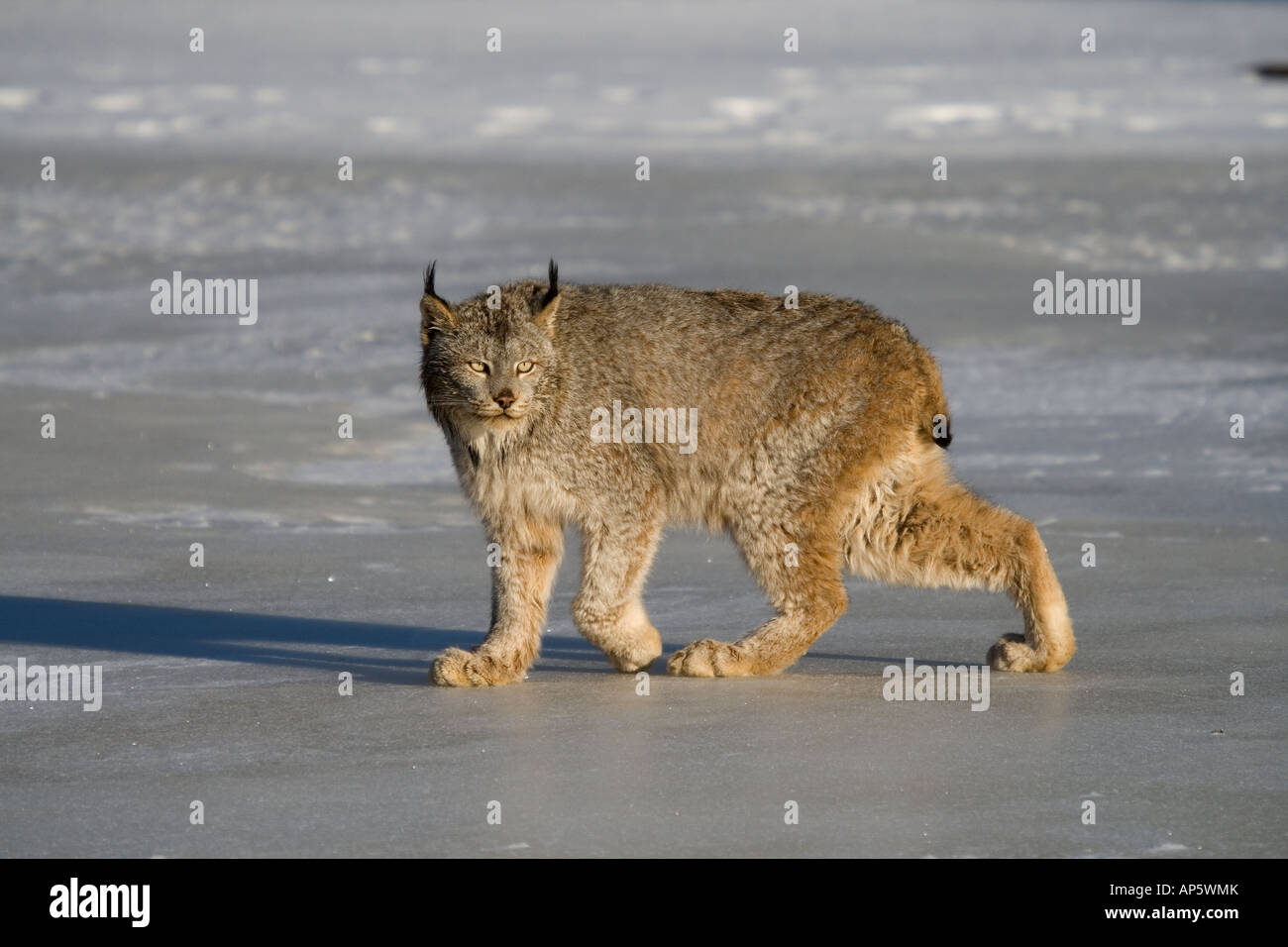 Lynx Feet High Resolution Stock Photography and Images - Alamy