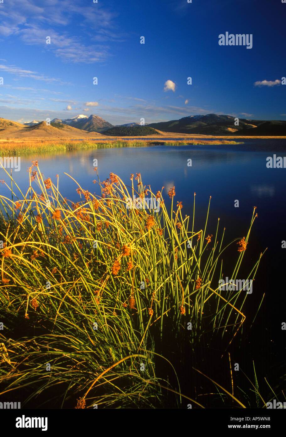 Pond in Red Rocks Lakes NWR in the Centennial Valley of Montana Stock ...